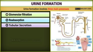 Urine Formation | Human Excretory System.pdf