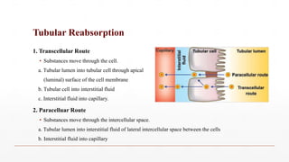 STUDY OF BASIC FUNDAMENTALS OF URINE FORMATION PHYSIOLOGY.pptx