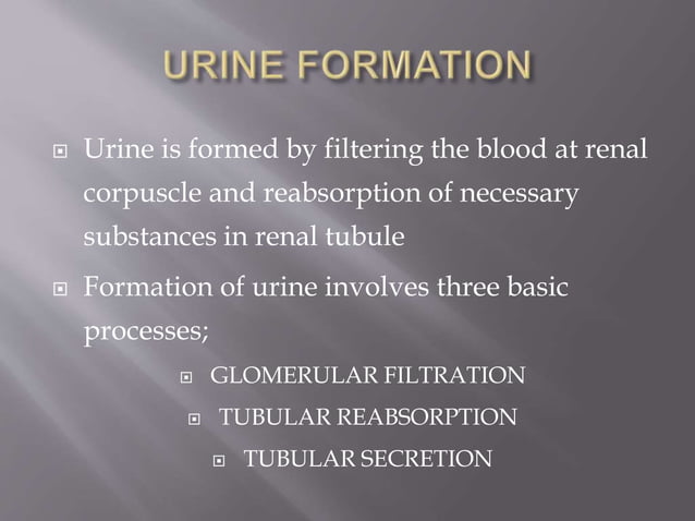 Urine formation in anatomy and physiology | PPTX