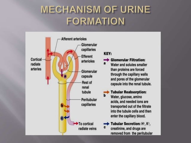 Urine formation in anatomy and physiology | PPTX