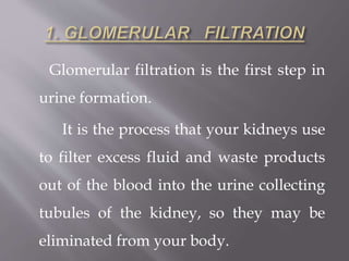 Urine formation in anatomy and physiology | PPTX