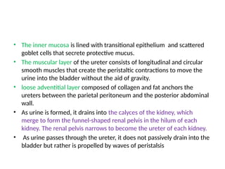URINE FORMATION in the body kidney .pptx