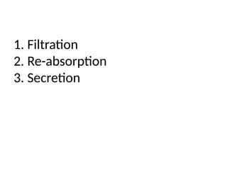 urine formation.pptx, processes, steps, urinary system | PPTX
