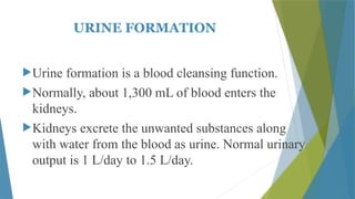 Renal Physiology - Urine Formation.pptx