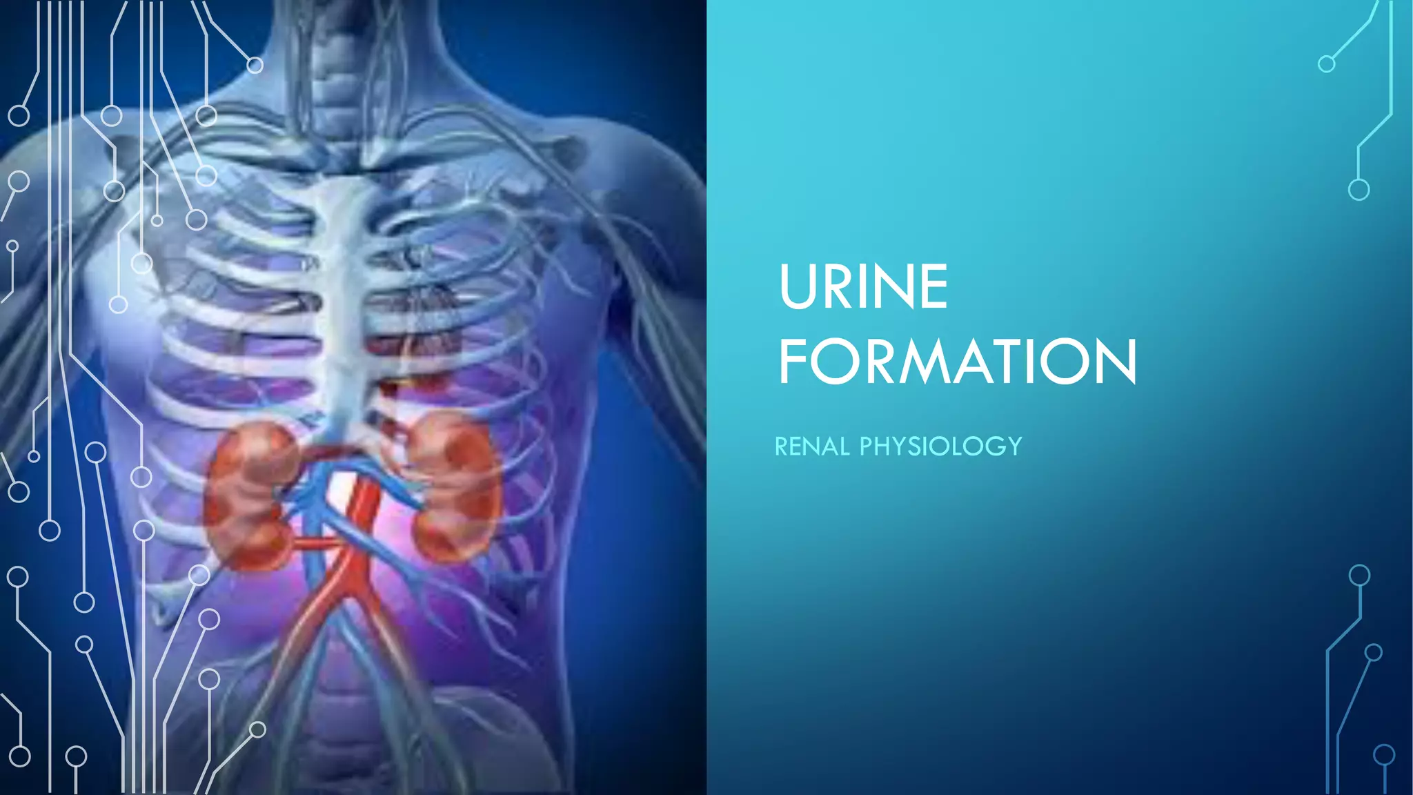 Urine formation renal physiology | PPT