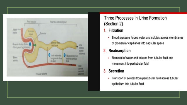Urine formation renal physiology | PPT
