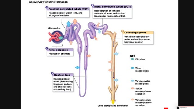 Urine formation renal physiology | PPT