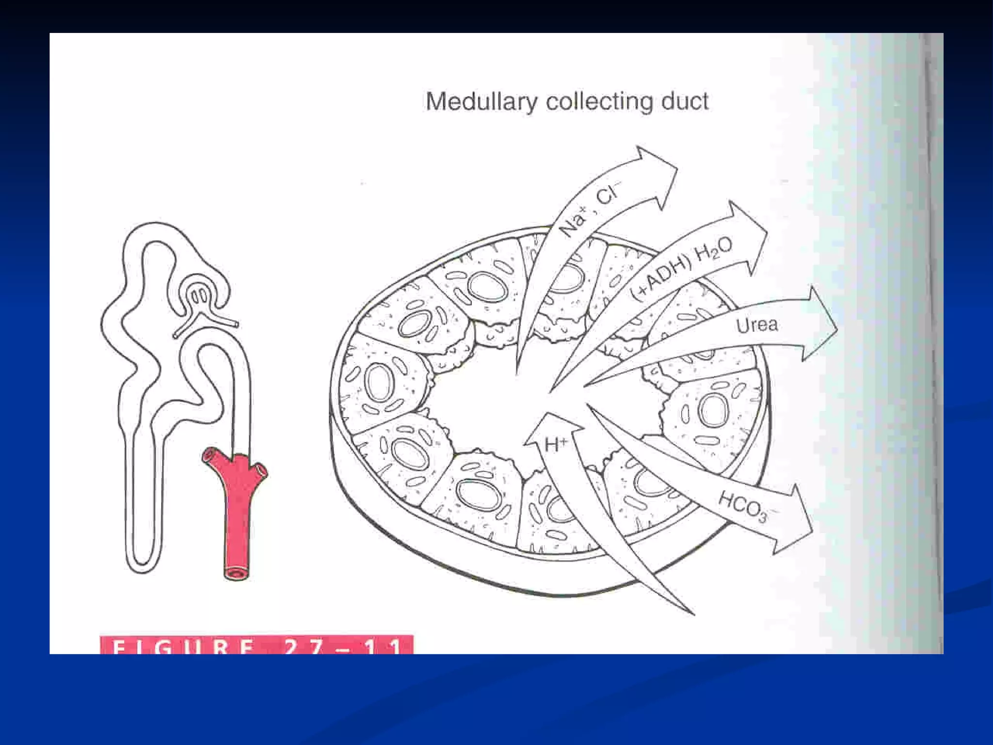 Normal Tubular Function by Dr. Riffat. wrap up | PPT | Chemistry | Science