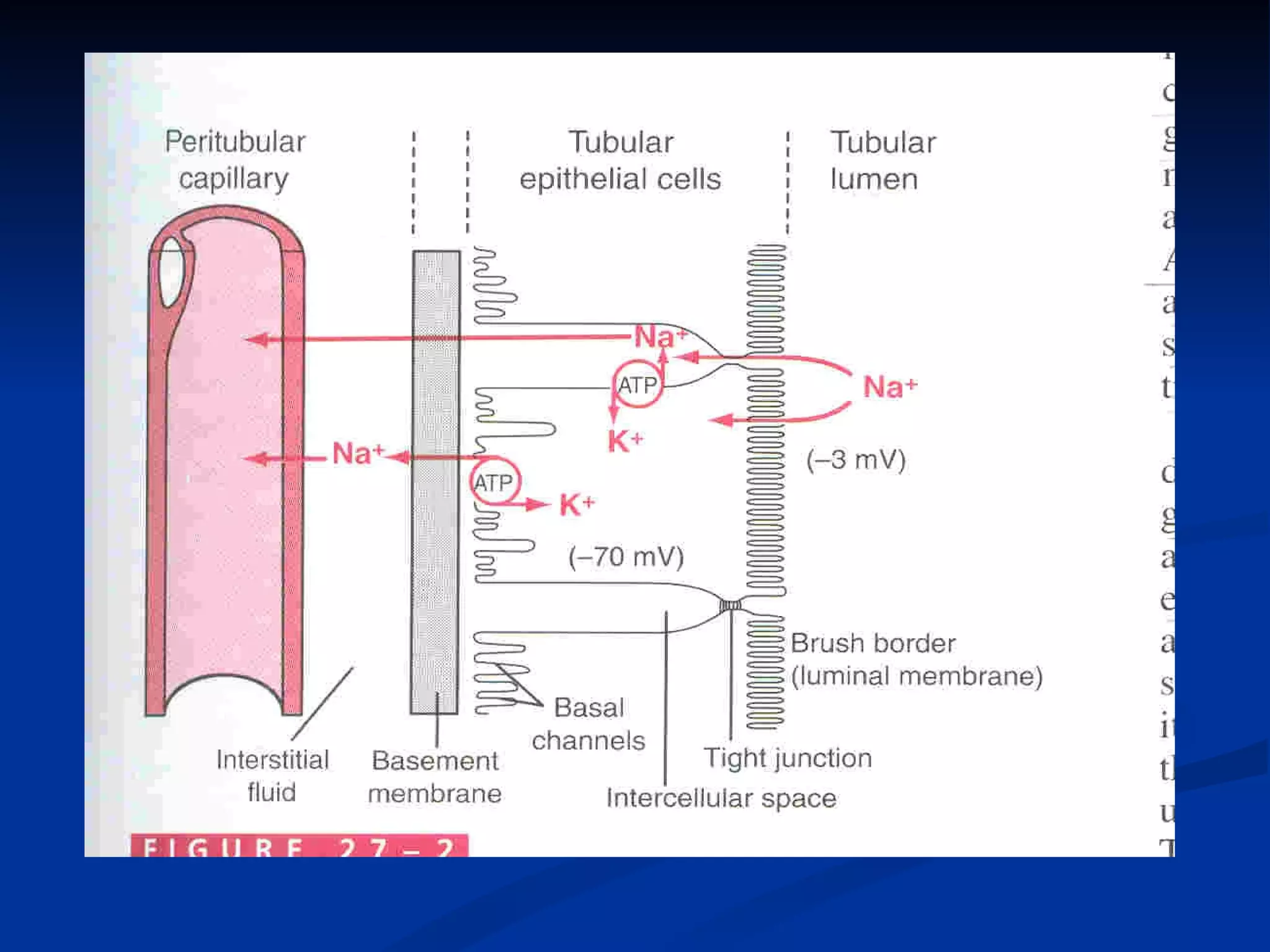 Normal Tubular Function by Dr. Riffat. wrap up | PPT