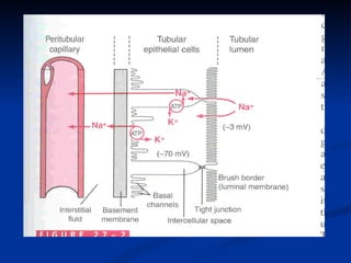 Normal Tubular Function by Dr. Riffat. wrap up | PPT | Chemistry | Science