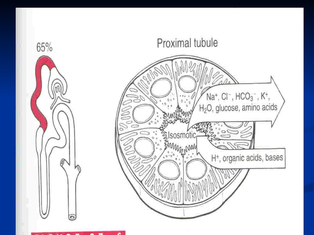 Normal Tubular Function by Dr. Riffat. wrap up | PPT | Chemistry | Science