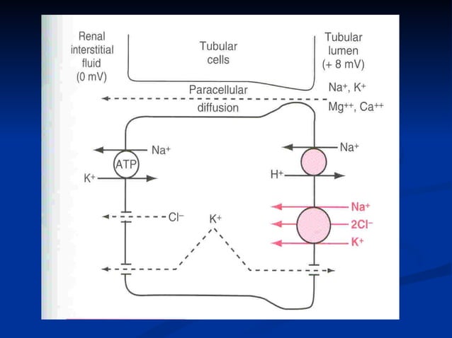 Normal Tubular Function by Dr. Riffat. wrap up | PPT