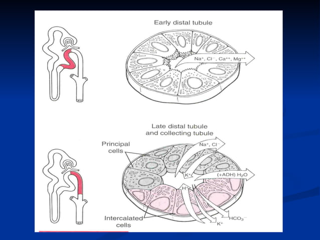 Normal Tubular Function by Dr. Riffat. wrap up | PPT