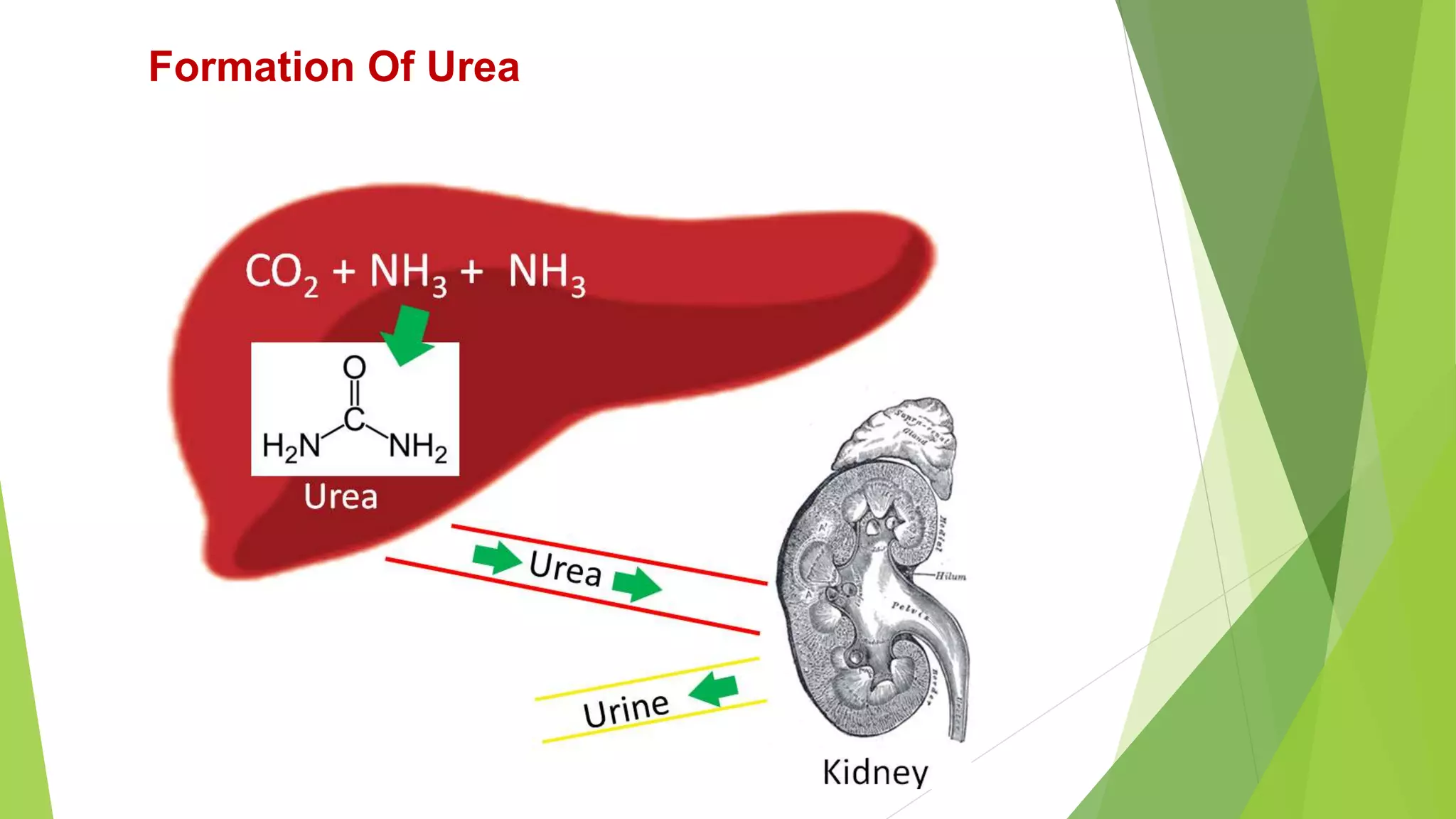 Urine formation and micturition | PPTX