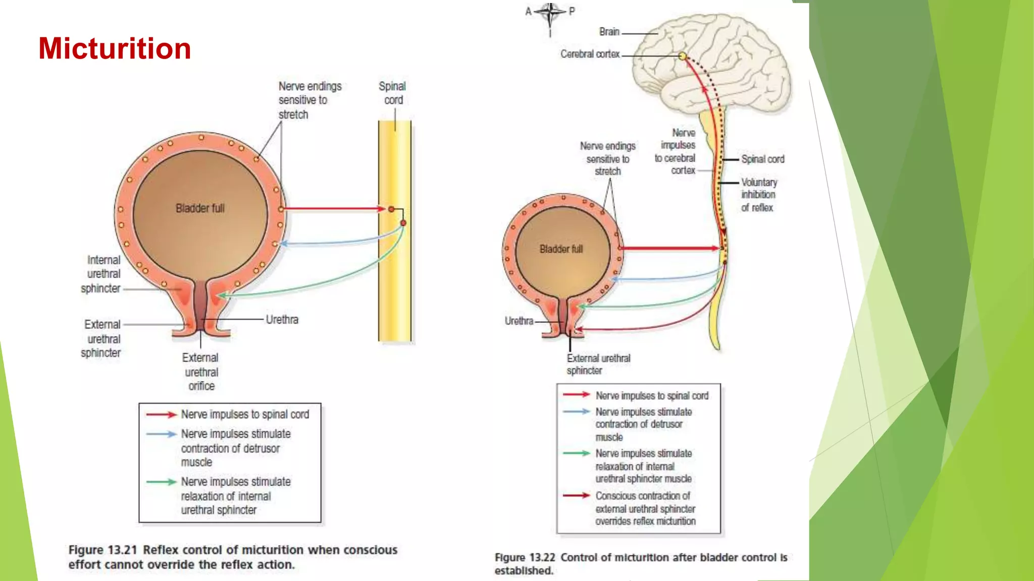 Urine formation and micturition | PPTX