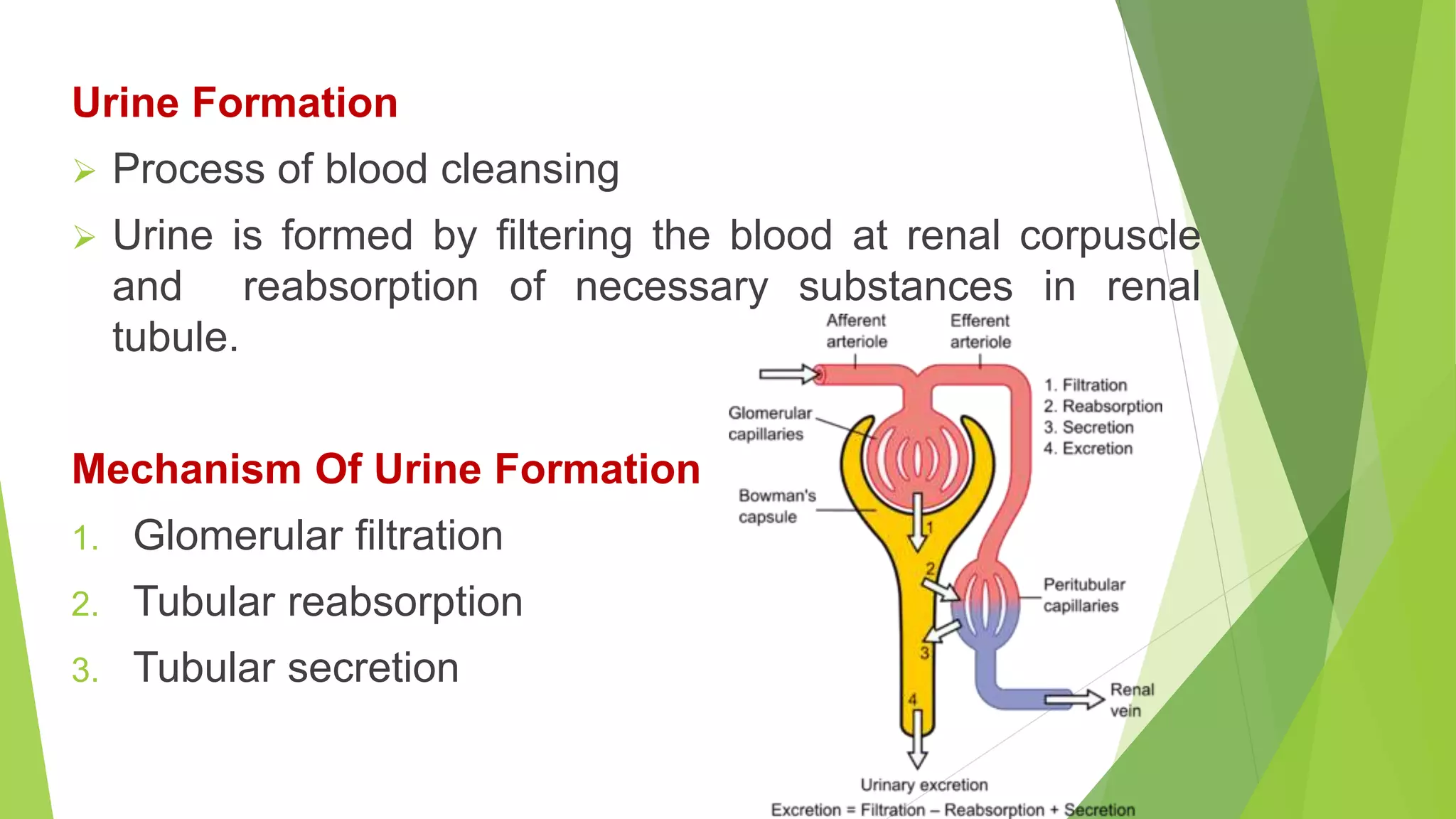 Urine formation and micturition | PPTX