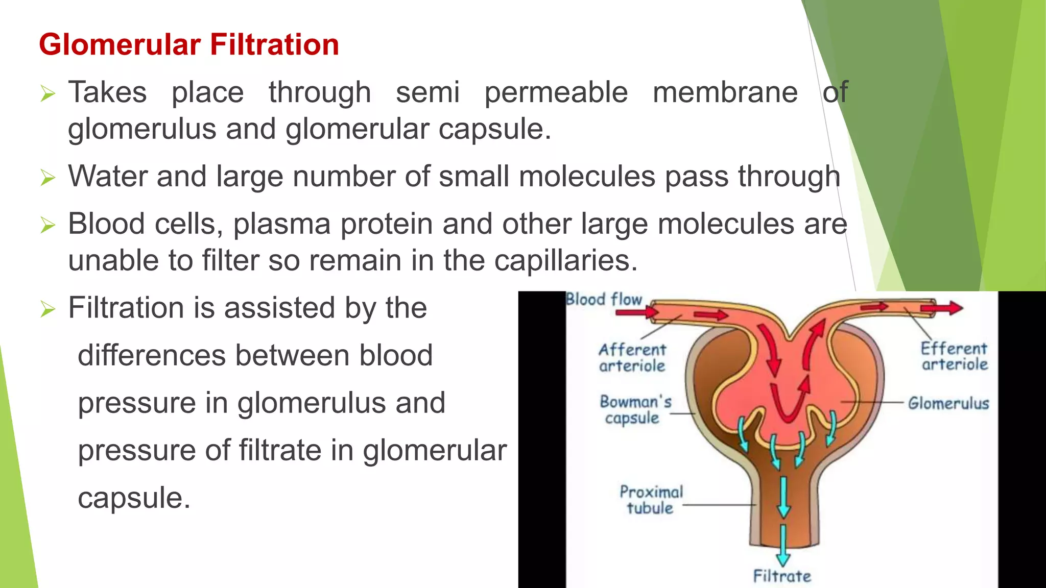 Urine formation and micturition | PPTX