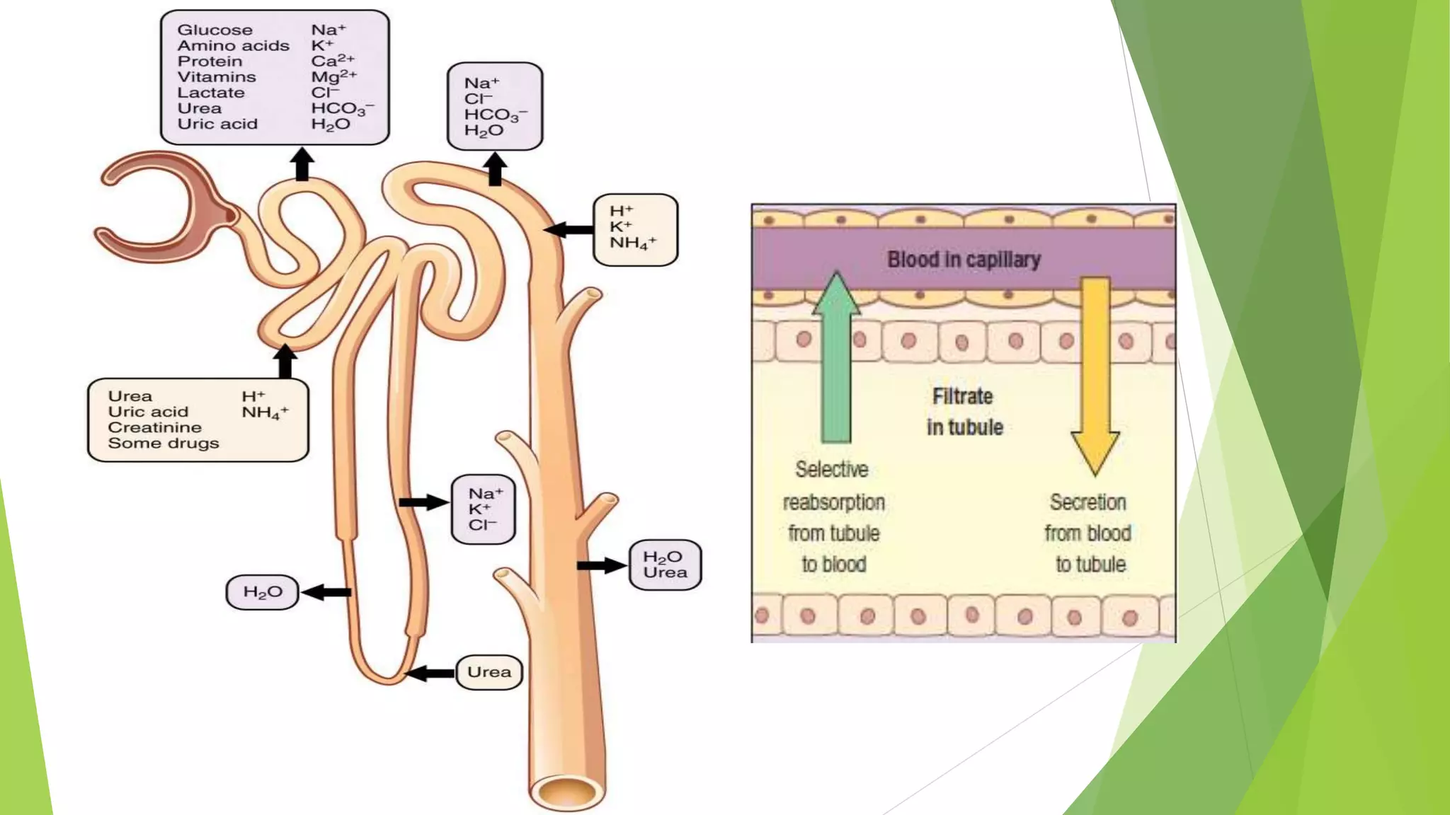 Urine formation and micturition | PPTX