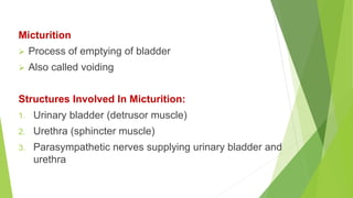 Urine formation and micturition | PPTX