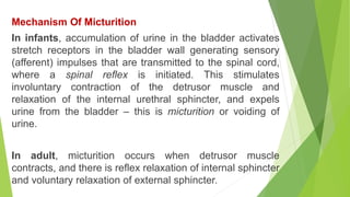 Urine formation and micturition | PPTX