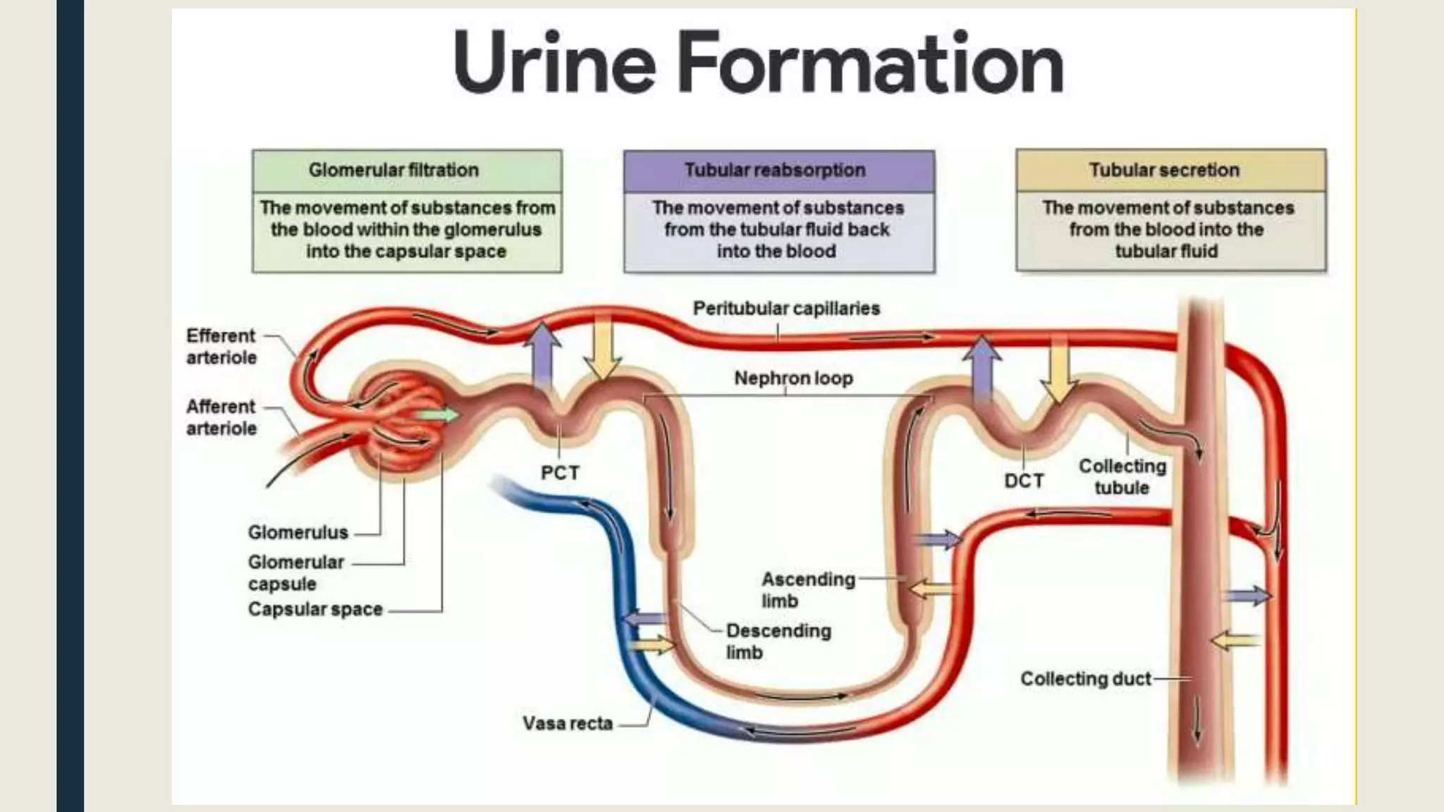 Urine formation and micturition.pptx