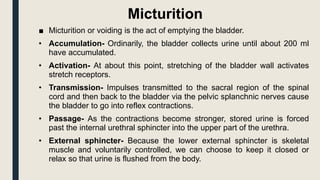 Urine formation and micturition.pptx