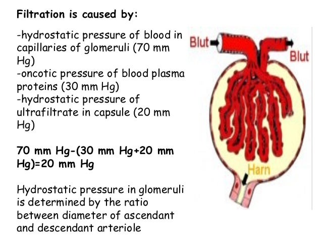 Urine formation function of kidney
