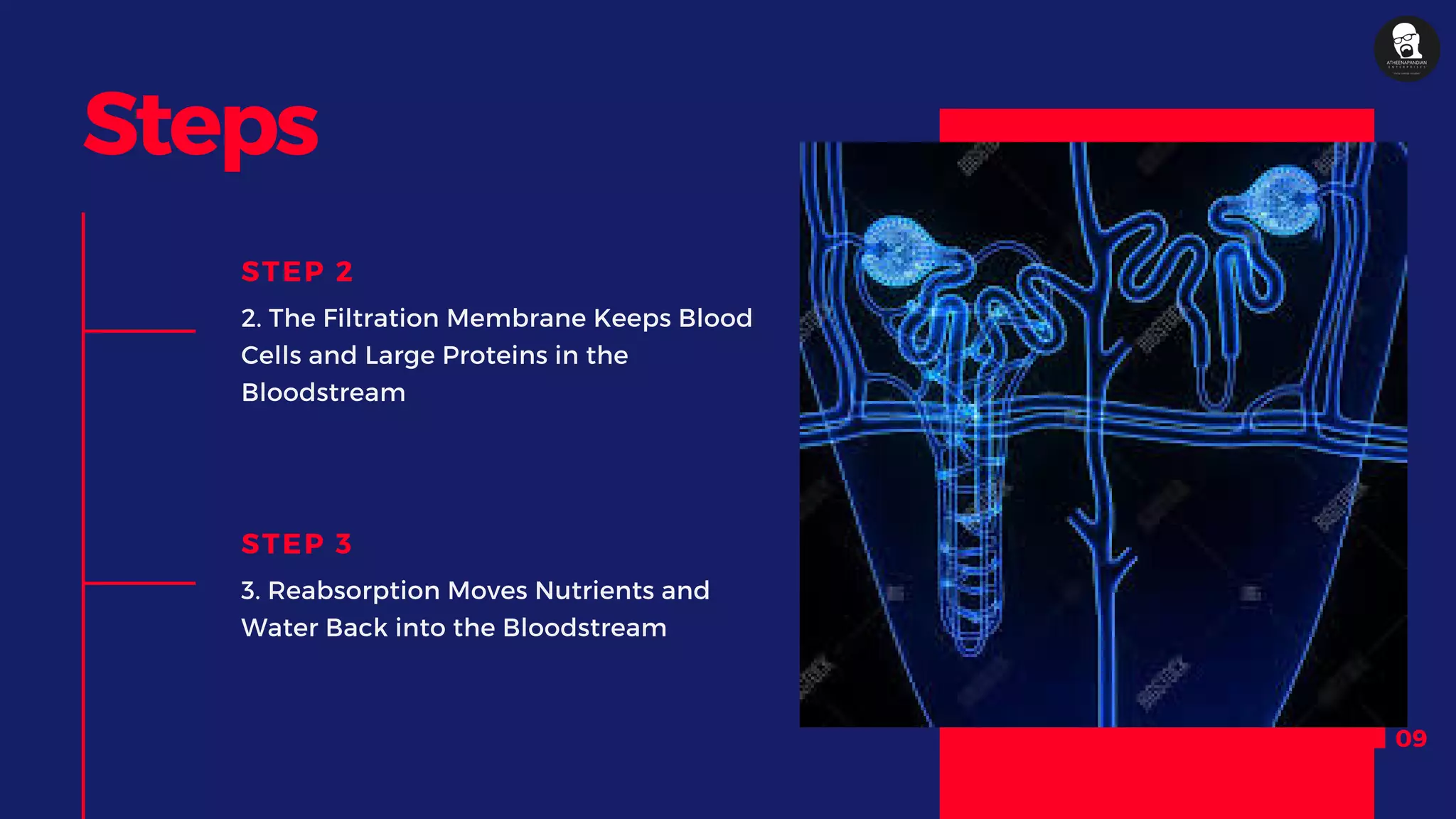 Urine formation human urinary system | PDF | Chemistry | Science