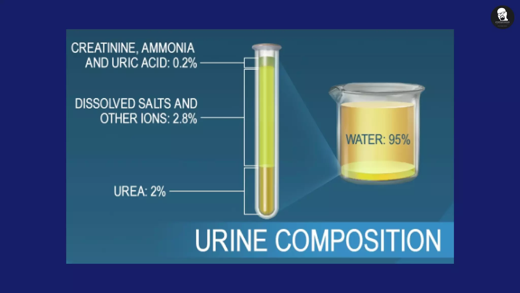 Urine formation human urinary system | PDF