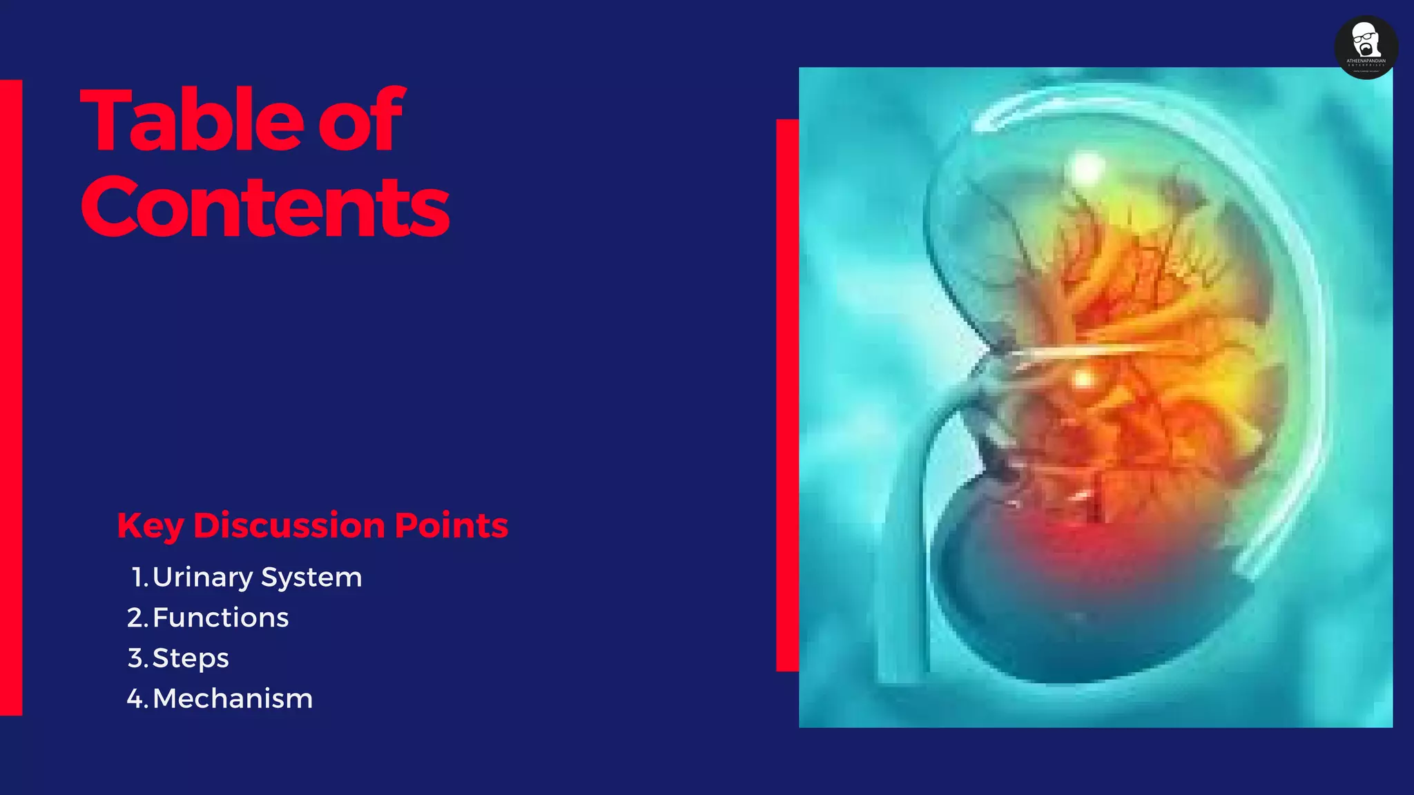 Urine formation human urinary system | PDF