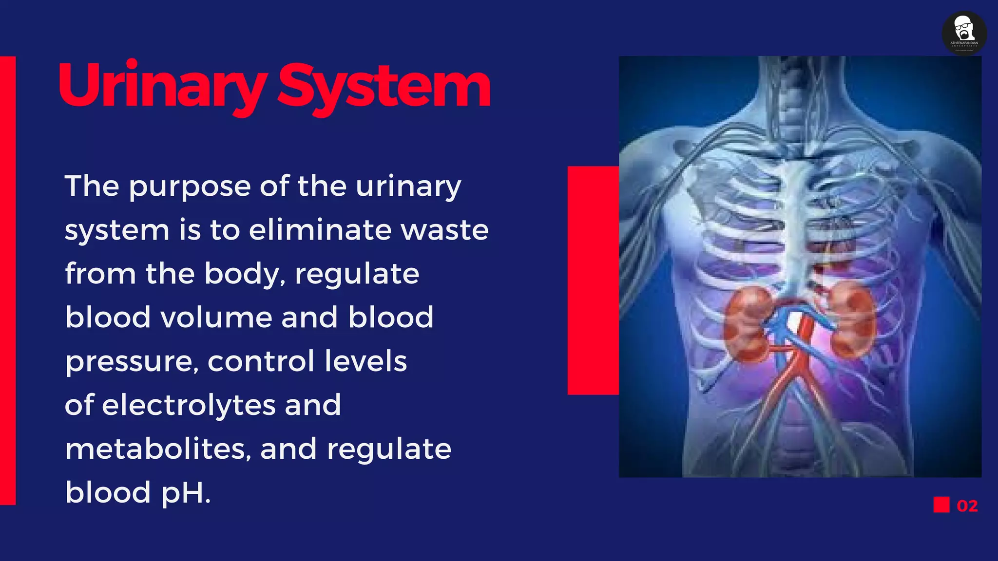 Urine formation human urinary system | PDF