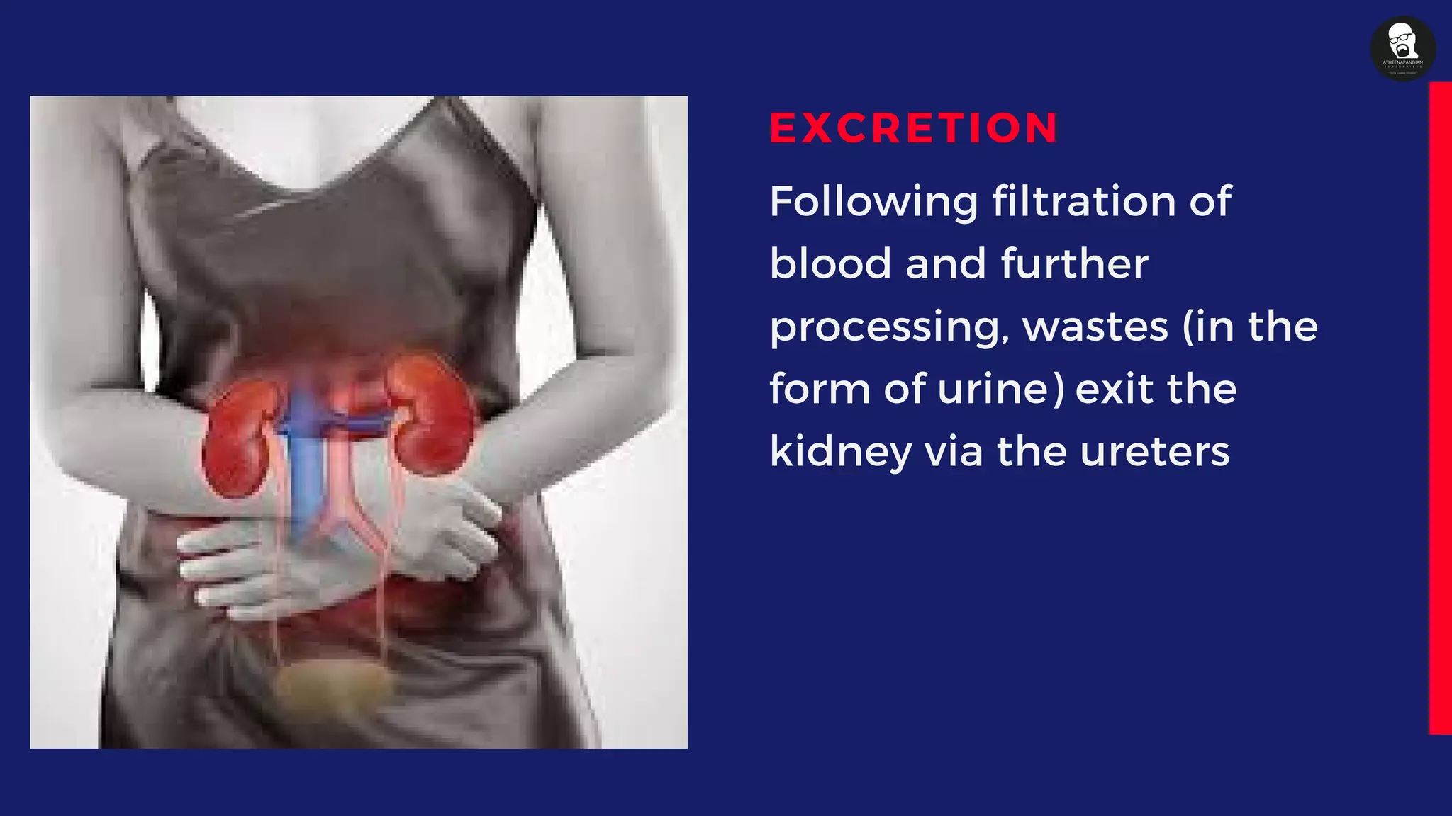 Urine formation human urinary system | PDF