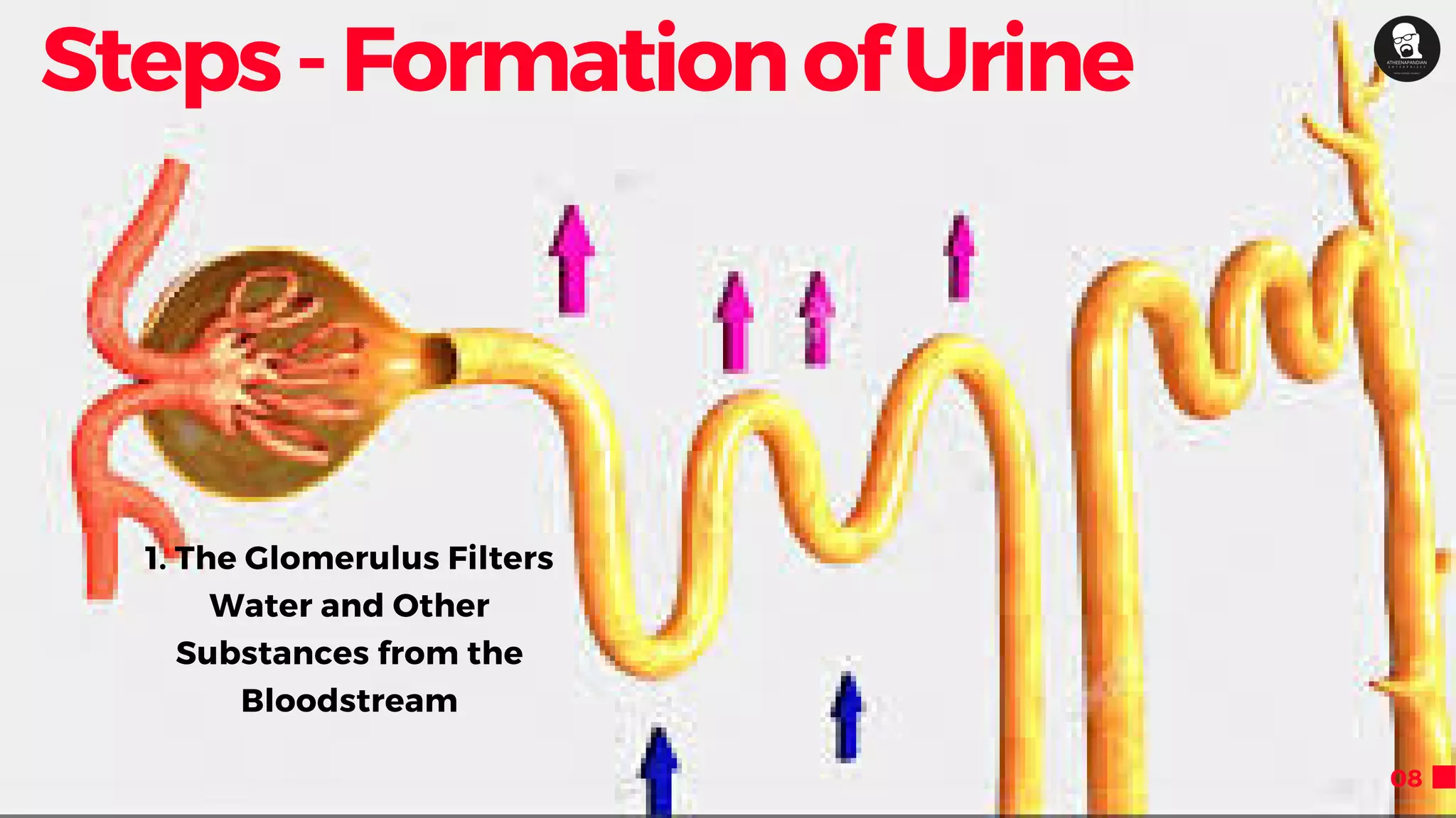 Urine formation human urinary system | PPT