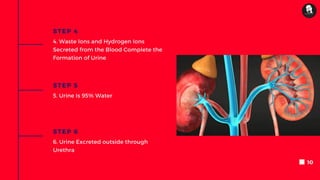 Urine formation human urinary system | PDF