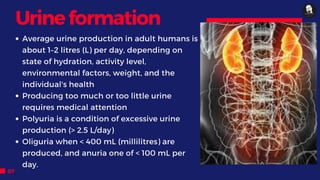 Urine formation human urinary system | PDF
