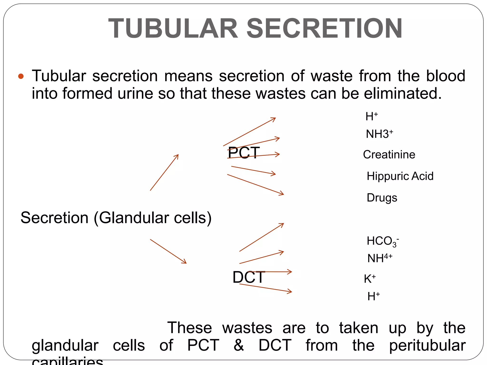 Physiology of Urine Formation | PPTX