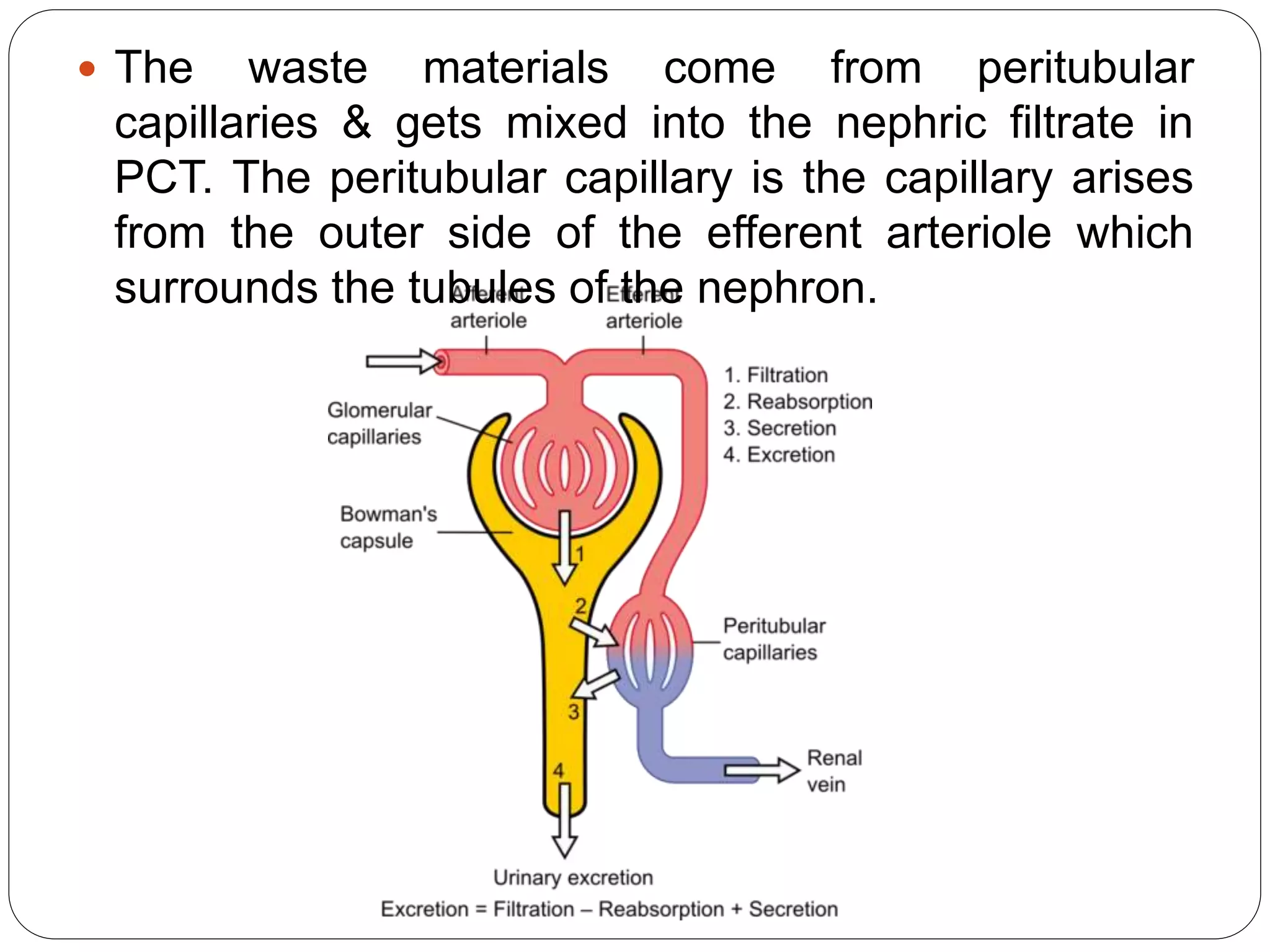 Physiology of Urine Formation | PPTX