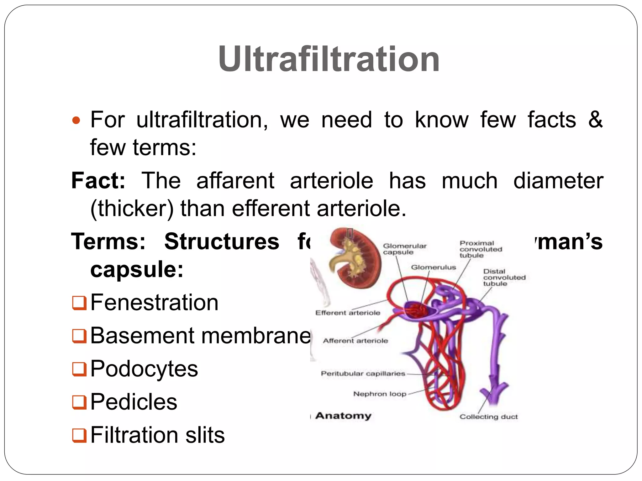 Physiology of Urine Formation | PPTX