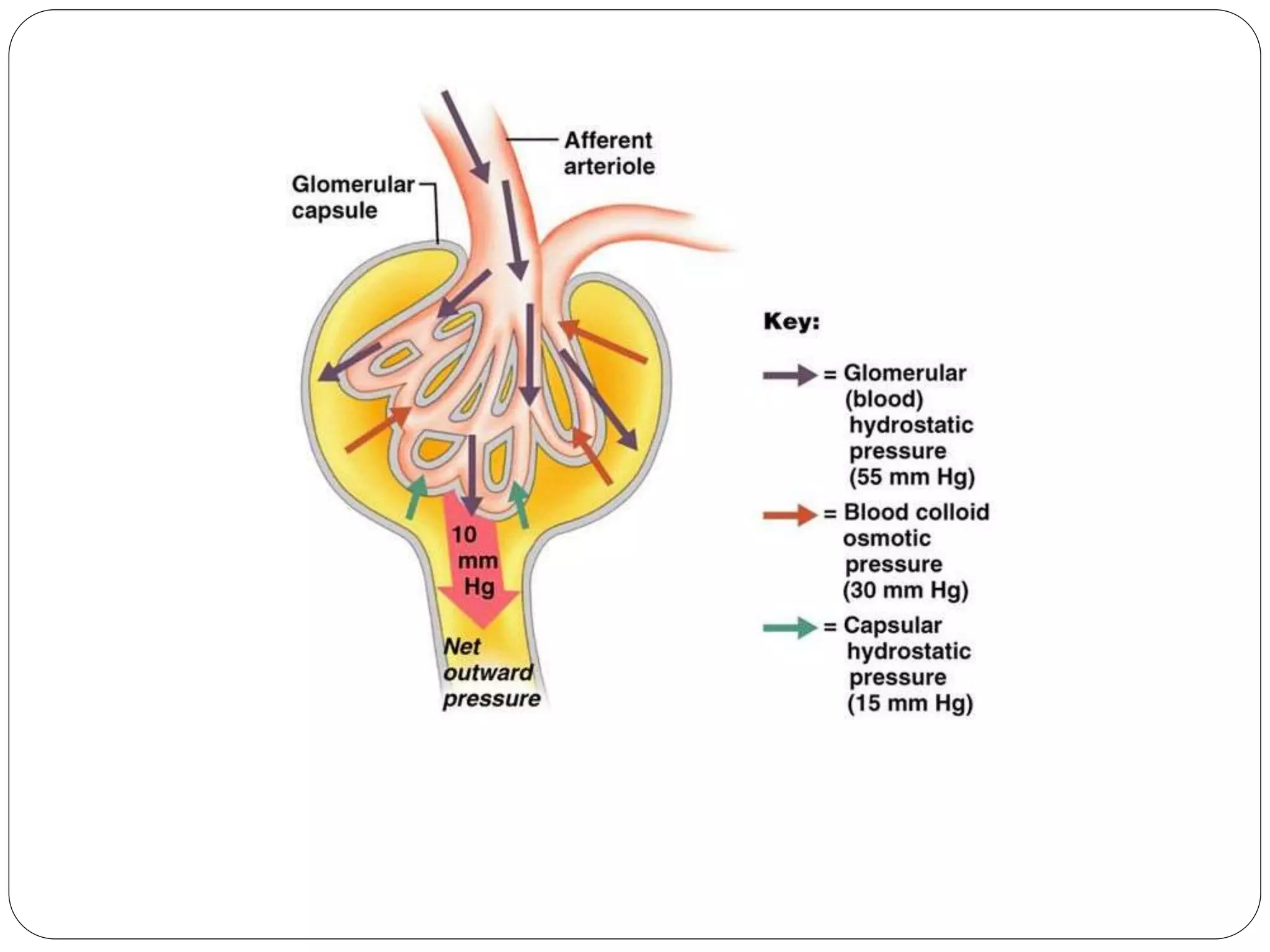 Physiology of Urine Formation | PPTX