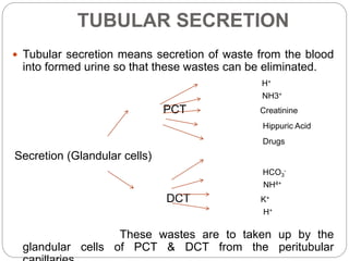 Physiology of Urine Formation | PPTX