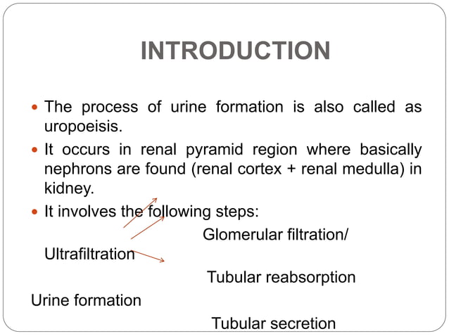 Physiology of Urine Formation | PPTX