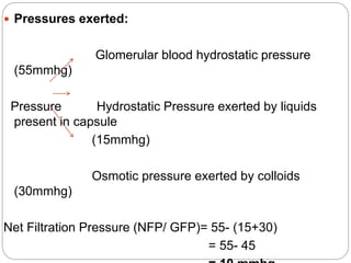 Physiology of Urine Formation | PPTX