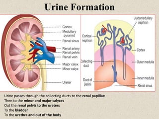 urine formtion.pptx