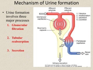 urine formtion.pptx