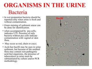 Cocci Bacteria In Urine