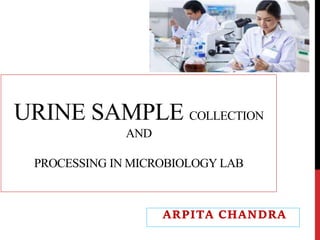 URINE SAMPLE processing.pptx