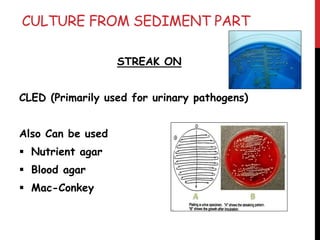 URINE SAMPLE processing.pptx