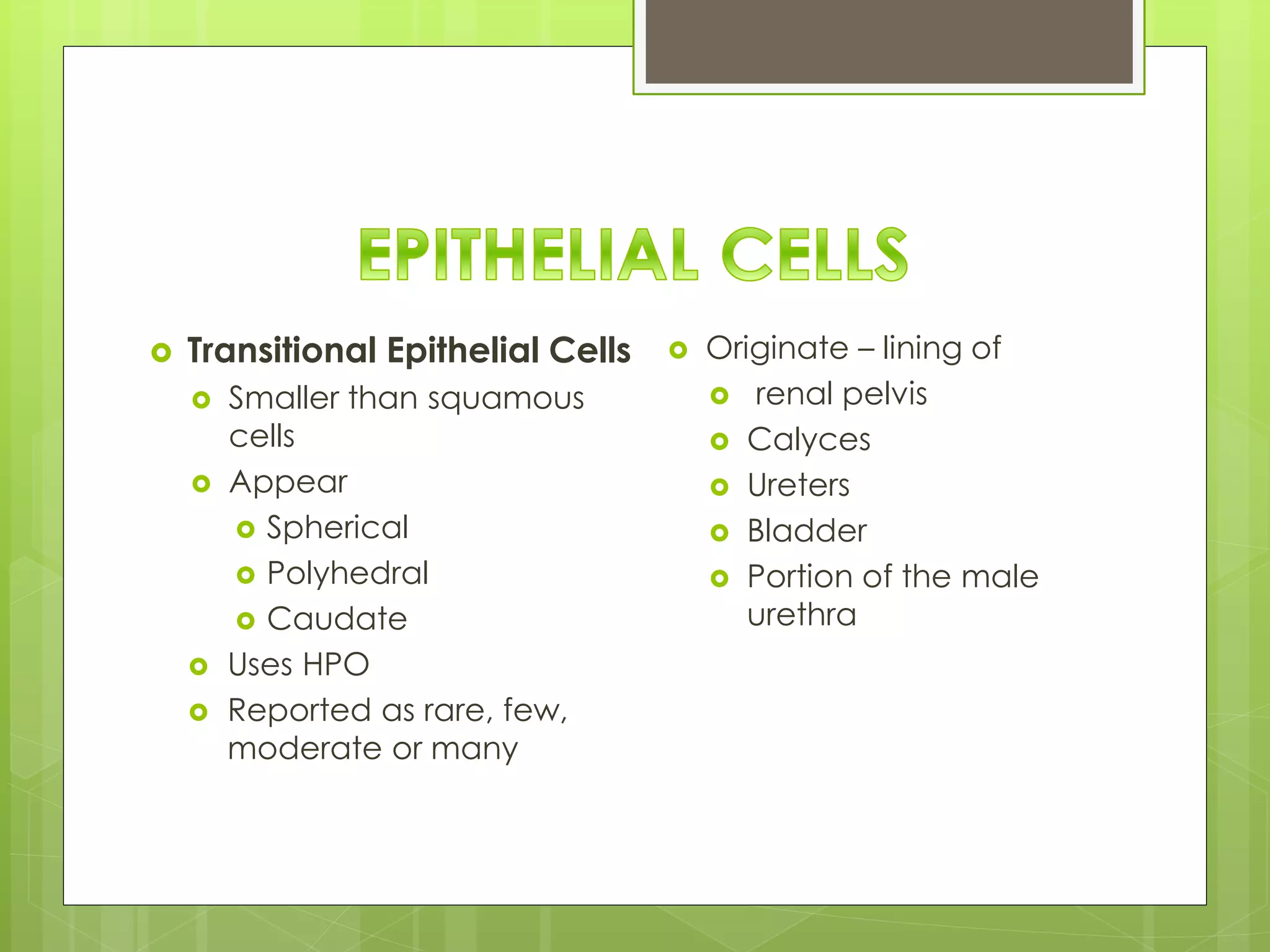 Urine sediments | PPTX