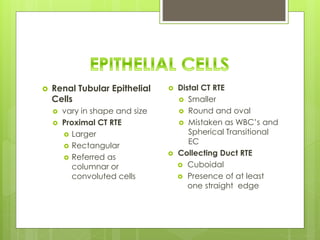 Urine sediments | PPTX
