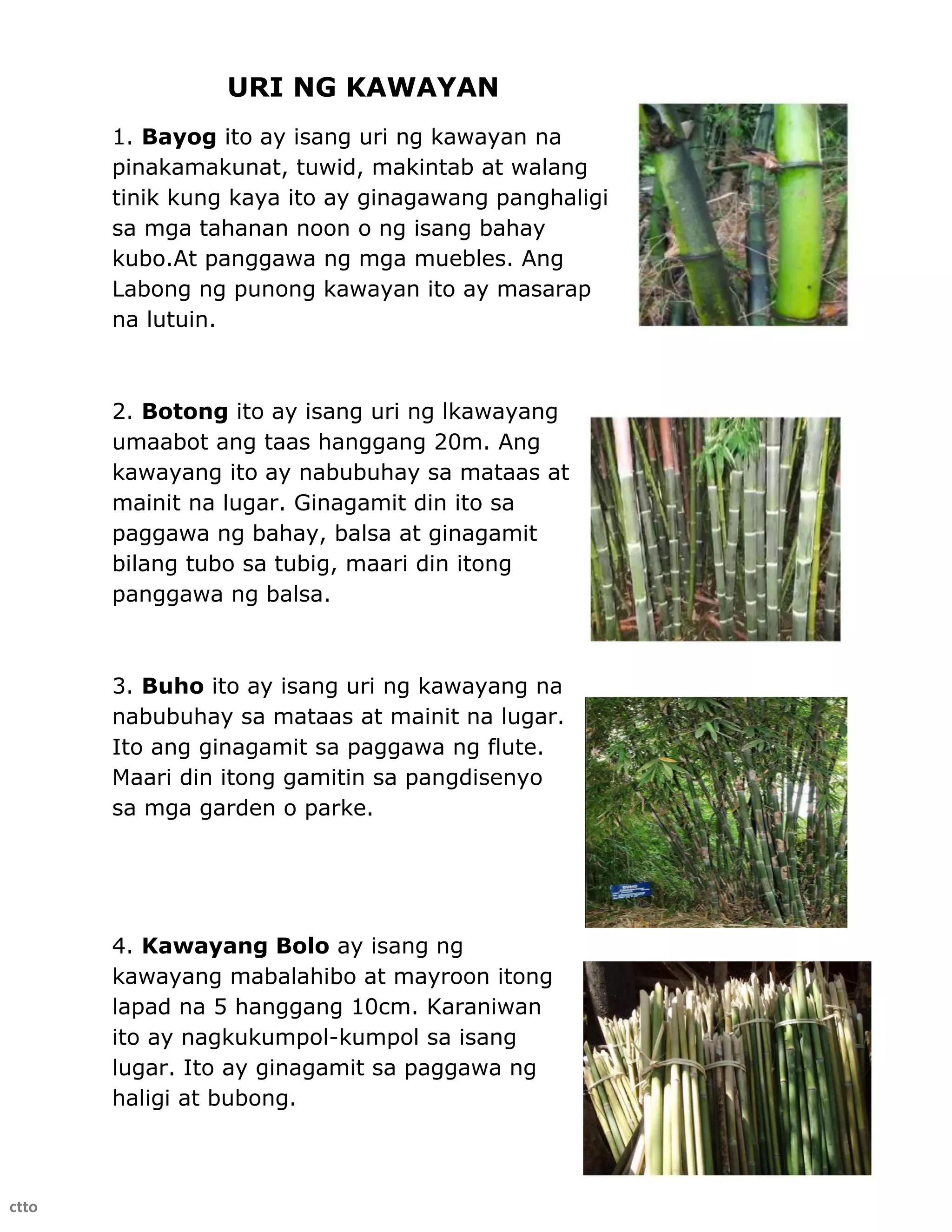 Uri ng kawayan | PDF